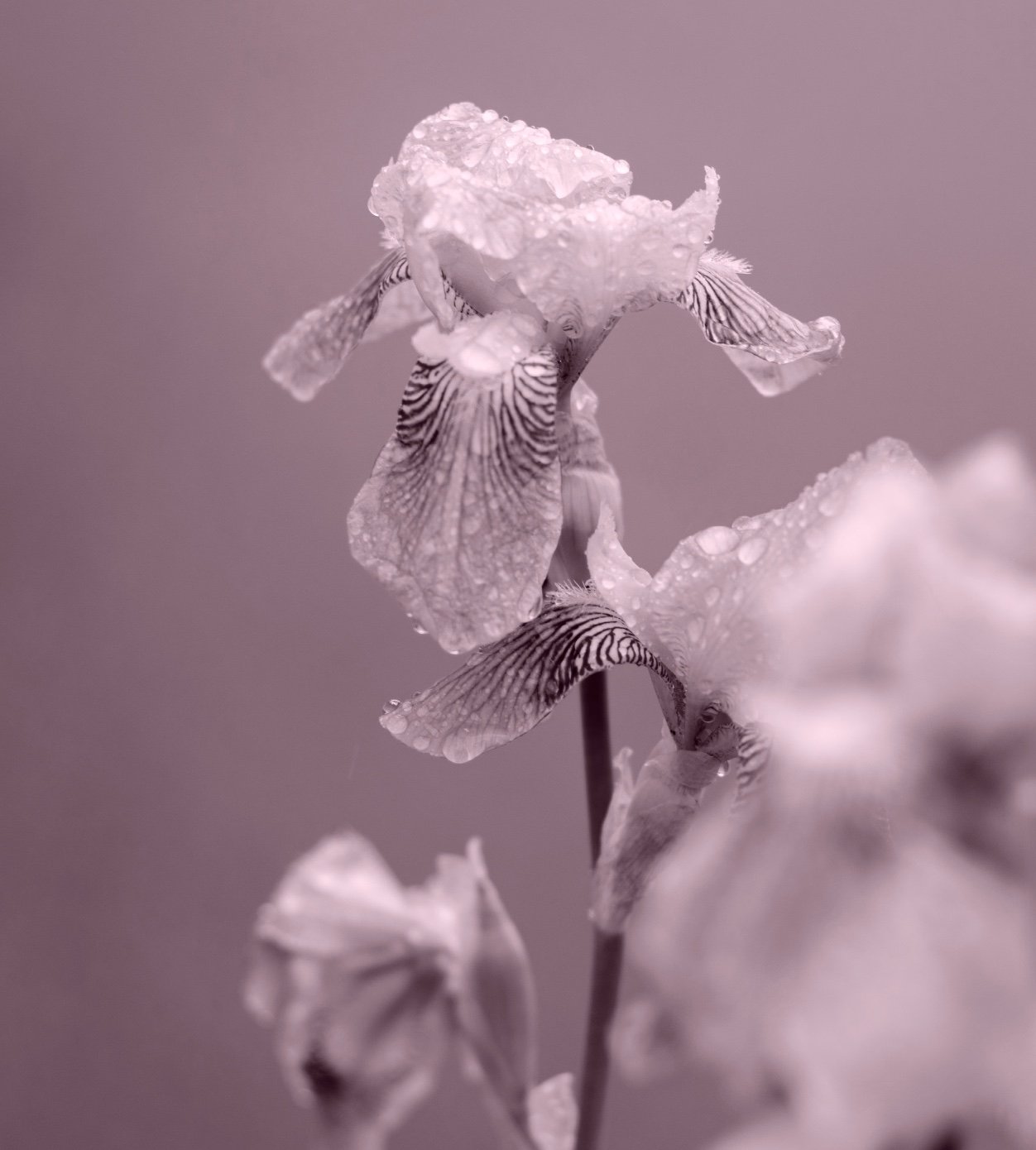 Coach de dirigeant à Paris, C. Chavigny